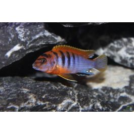 ZooMiniMarketOnline I Labidochromis Hongi super red top 5cm
